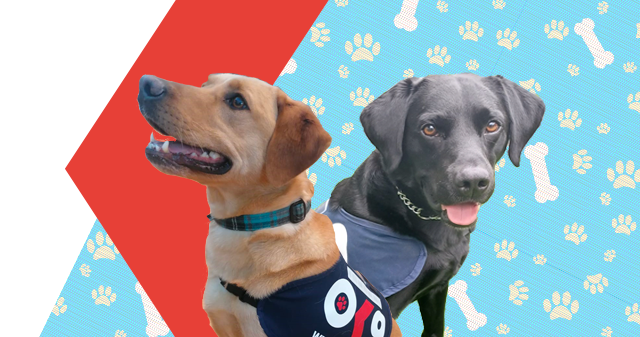 Cleveland Police launch new wellbeing dogs | Oscar Kilo