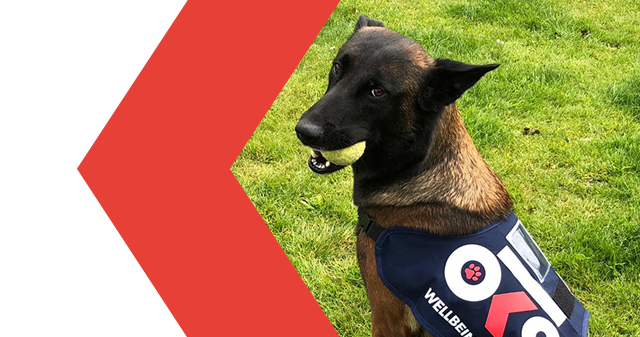 Baloo helps support Charlie through lockdown | Oscar Kilo