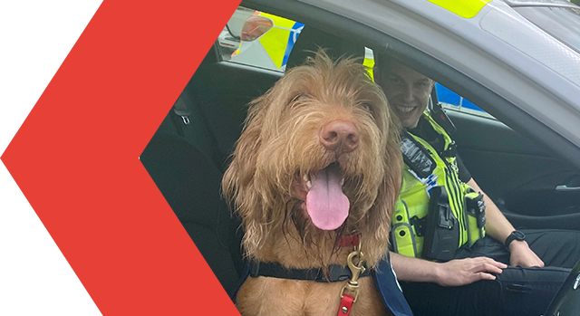 OK9 top dog: Hogan | Oscar Kilo