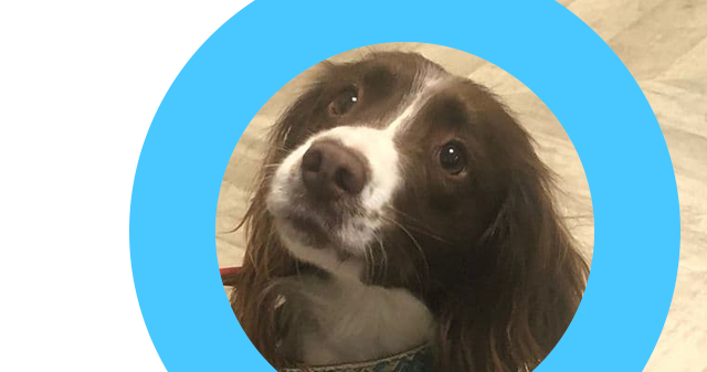 OK9 top dog: Molly | Oscar Kilo