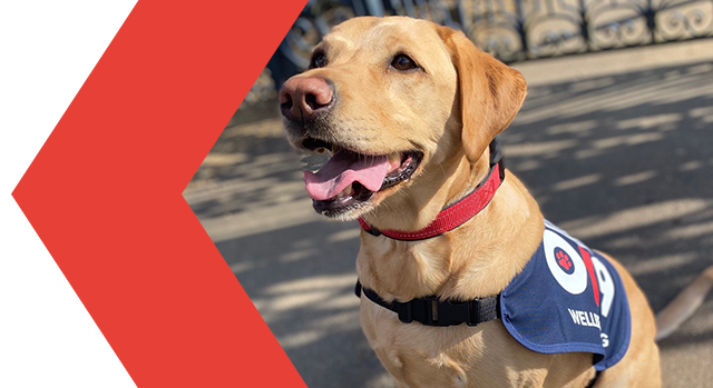 OK9 top dog: Holly | Oscar Kilo