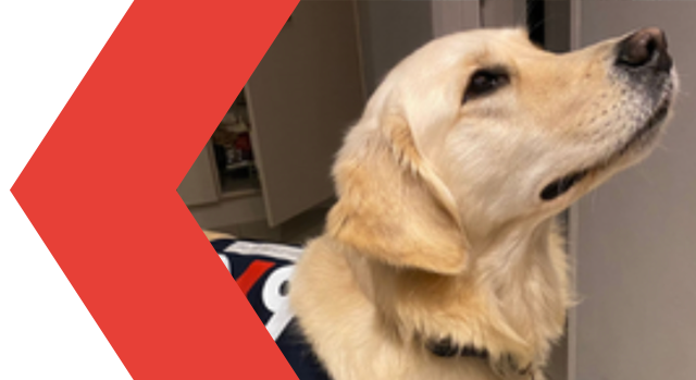 OK9 top dog: Spud | Oscar Kilo