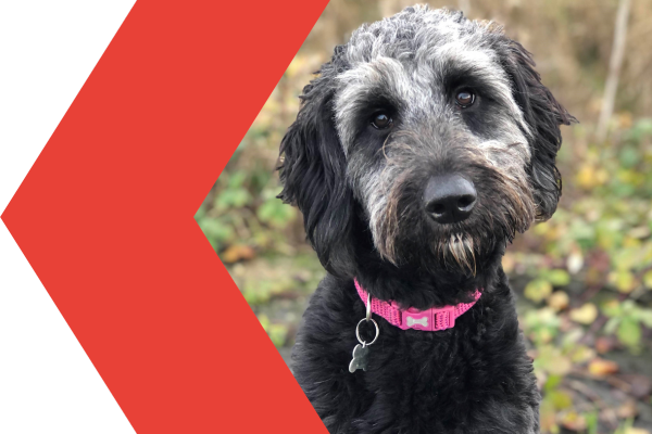 Top dog: Saxon | Oscar Kilo